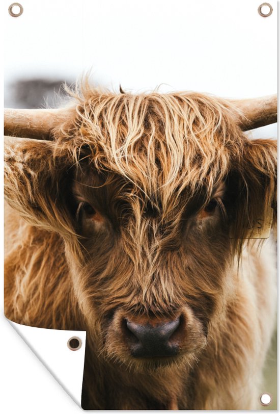 Posters de jardin extérieur Highlander écossais - Vache - Herbe ...