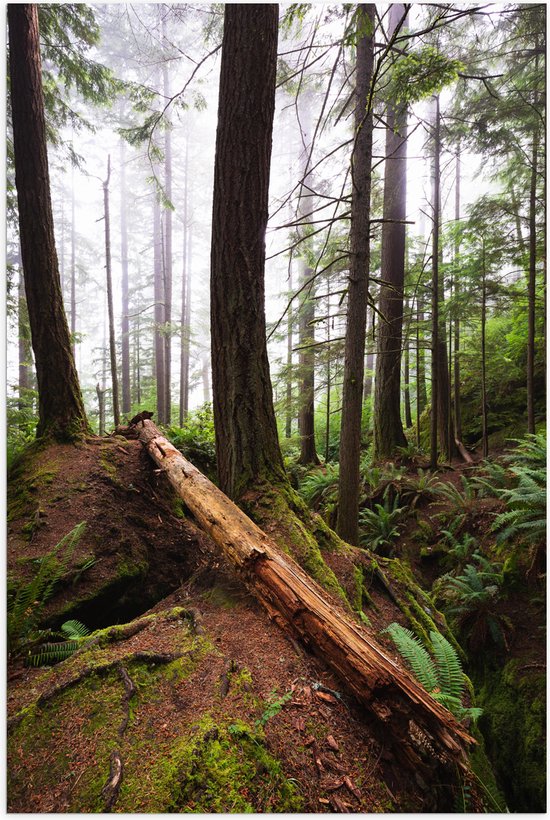 WallClassics - Poster Glossy - Tronc d'arbre allongé dans une forêt ...