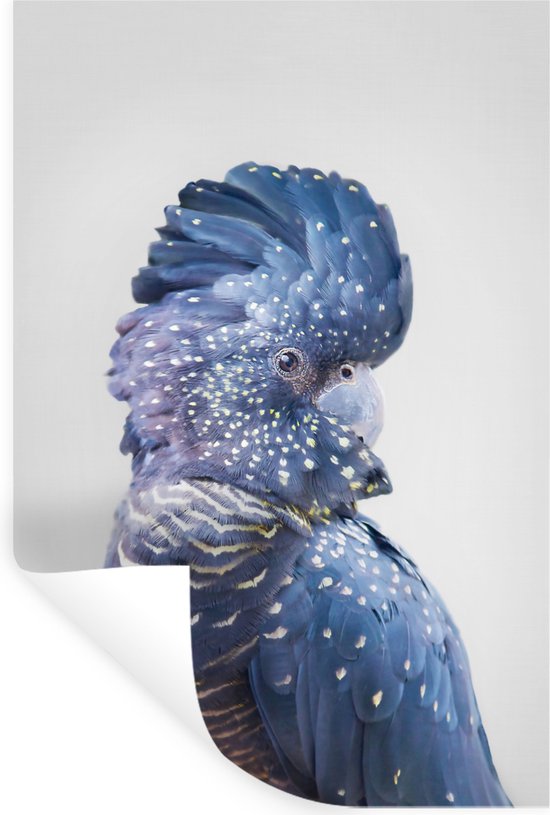 Kaketoe - Blauw - Dieren - Natuur | bol.com