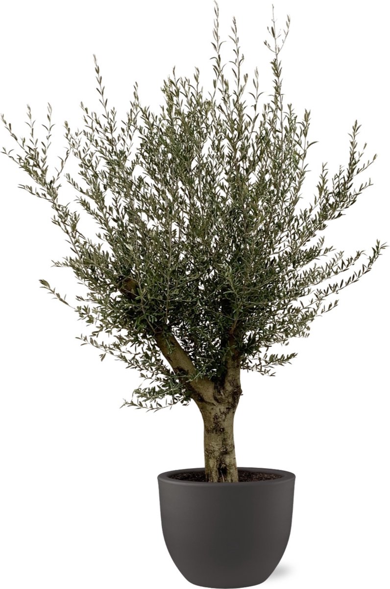 Combi deal - Olijfboom Olea Europaea Lorc XXL inclusief pot Eggy - 225cm | bol.com