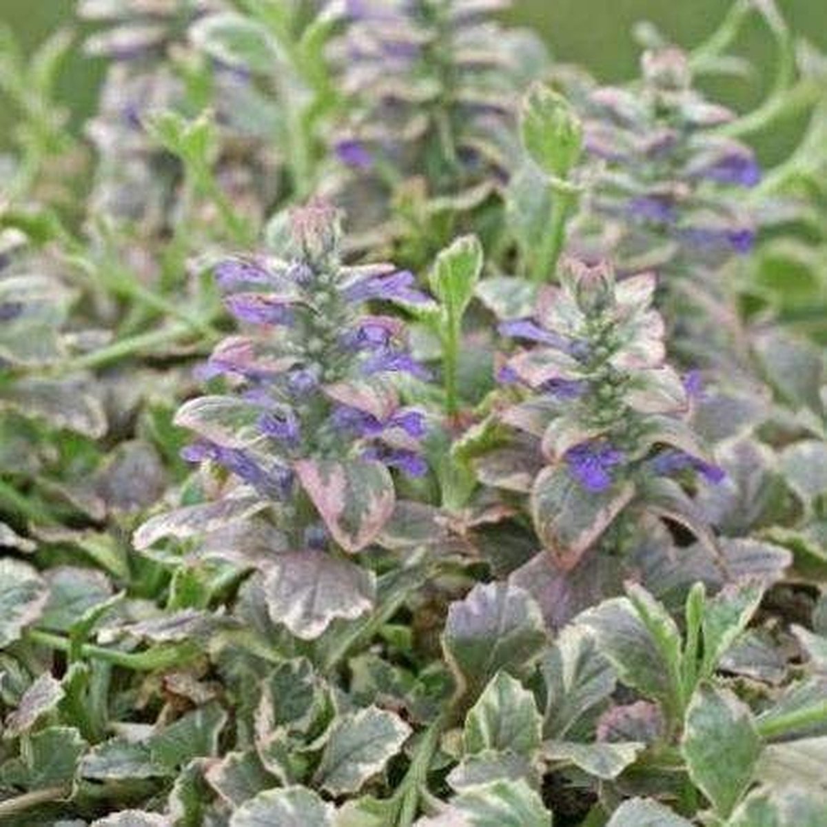 6 x Ajuga reptans 'Burgundy Glow' - Kruipend zenegroen pot 9x9 cm | bol.com