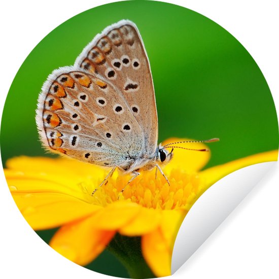 WallCircle - Muurstickers - Behangcirkel - Bloemen - Vlinder - Natuur - ⌀ 120 cm -... | bol