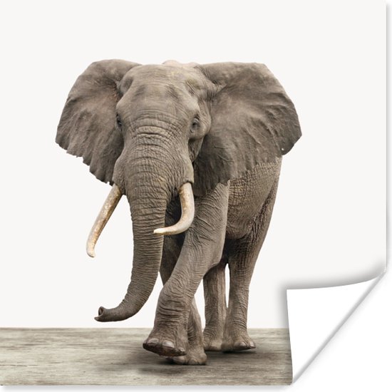 Poster kids - Olifant - Kinderen - Jongens - Dieren - Meisjes ...