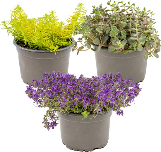 Sedum Rotsplanten mix per 3 stuks - buitenplant in kwekerspot ⌀14 cm ...