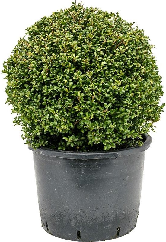 Buxus vervanger Ilex Crenata Convexa Bol L 65 cm tuinplant | bol.com
