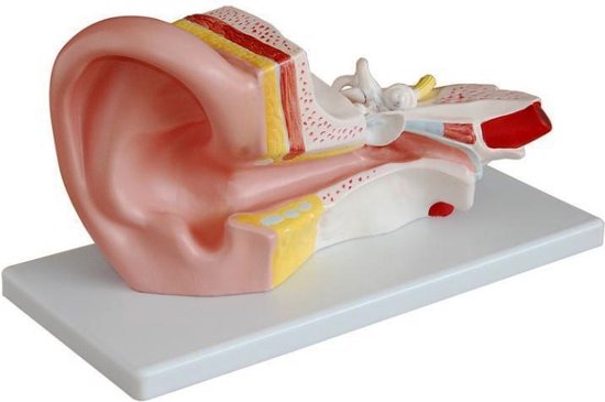 Anatomisch model middenoor ST-ATM 69 | bol