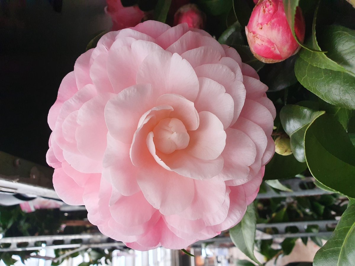 Camellia 'Nuccio's Cameo' – Japanse roos - Roze - Heester ...