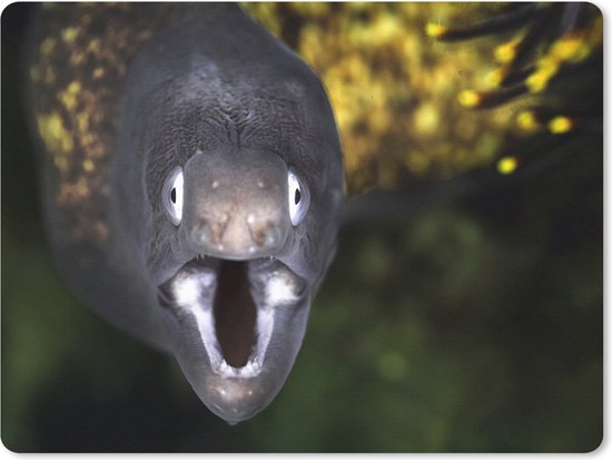 Muismat Paling - Een paling met witte ogen muismat rubber - 23x19 cm ...