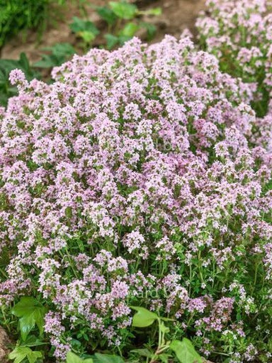 6x Echte tijm (Thymus vulgaris 'Compactus') - P9 pot (9x9) | bol.com