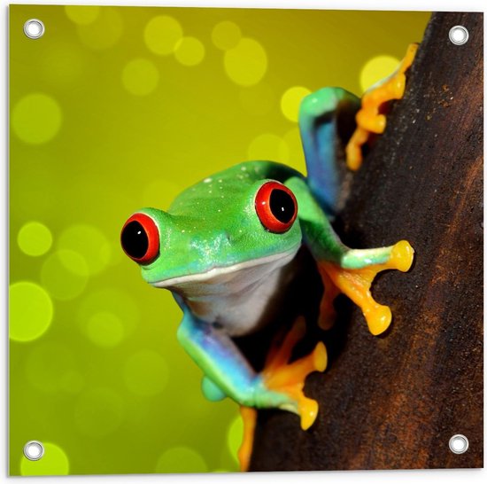 Tuinposter – Groene Kikker met Grote Rode Ogen - 50x50cm Foto op ...