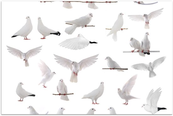 Poster – Witte Duiven - 150x100cm Foto op Posterpapier | bol