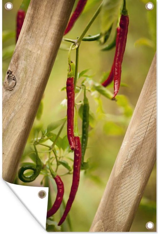 Tuinposters buiten Groene en rode cayenne paprika's groeien in de ...