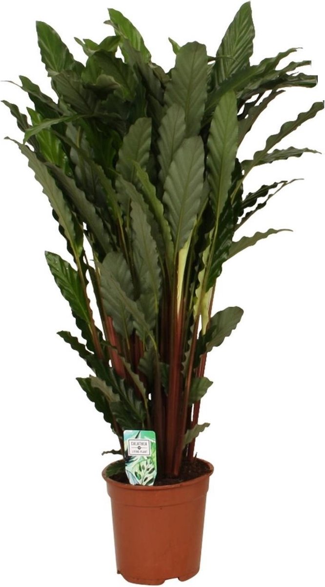 Calathea tropistar - pot 21 cm | bol.com