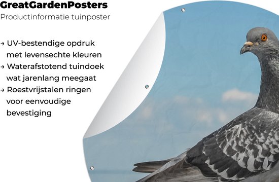 Affiche de jardin autour des pigeons - Un beau pigeon assis sur un mur ...