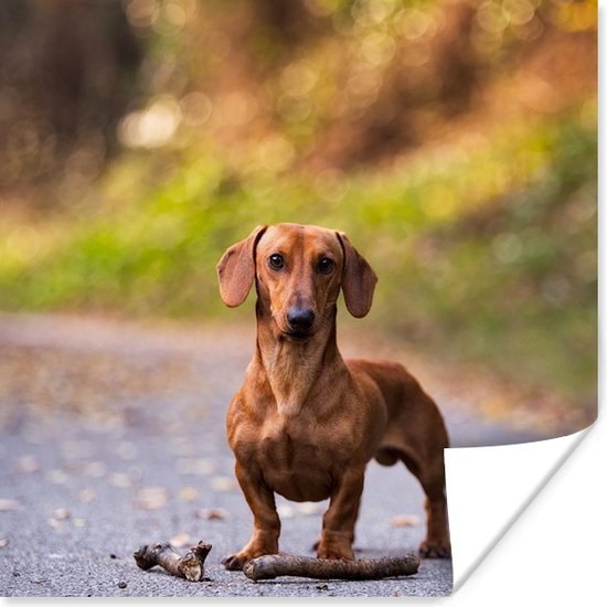 Poster Prachtige Teckel in het bos - 50x50 cm | bol.com