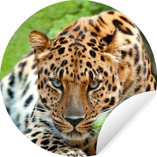 WallCircle - Muurstickers - Behangcirkel - Panter - Jacht - Patronen - 120x120 cm -... | bol.com