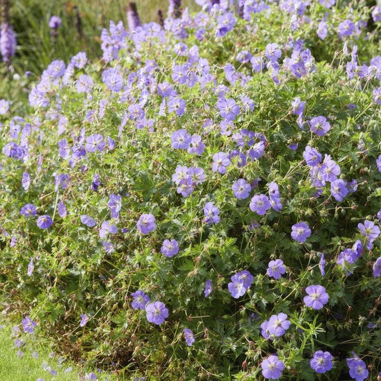 Trendyplants - Geranium Rozanne - 12 stuks - Ooievaarsbek - Hoogte 20 ...