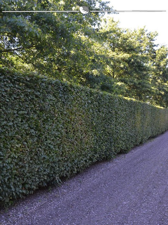 Groene Beuk Fagus sylvatica 60-80 cm in Pot, 12x Haagplant | bol