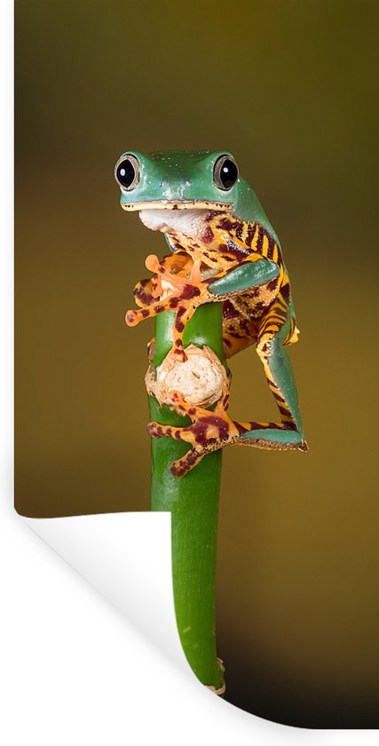 Muurstickers - Sticker Folie - Kikker op groene plant van dichtbij ...