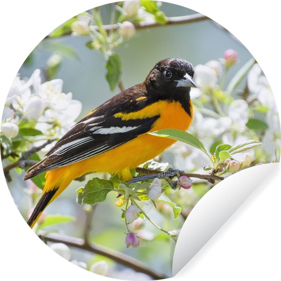 WallCircle - Muurstickers - Behangcirkel - Vogel - Bloemen - Kleuren - ⌀ 30 cm -... | bol