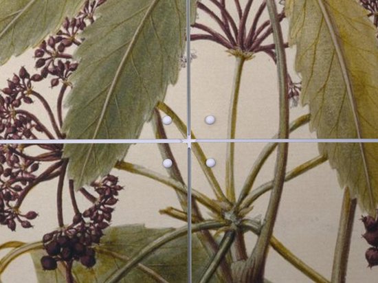 IXXI Five Finger, Frederick Polydore Nodder & Natural History Museum ...