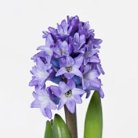 25x Hyac.delft blue 30cm | bol