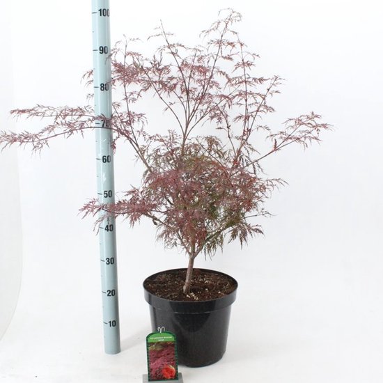 Acer palmatum 'Garnet' - 7 liter pot -.5 40-60 cm | bol