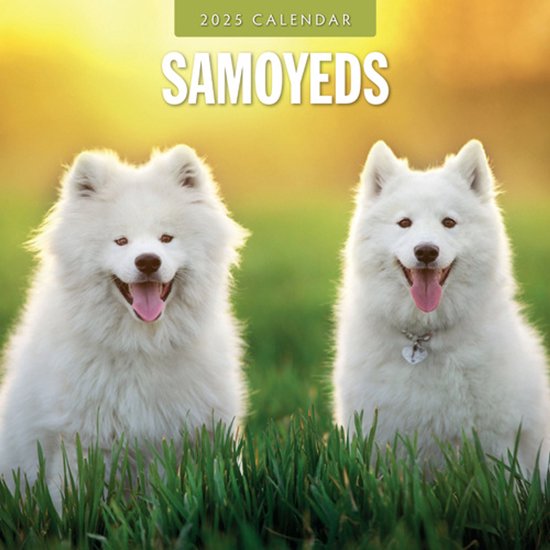 Samojeed Kalender 2025 | bol