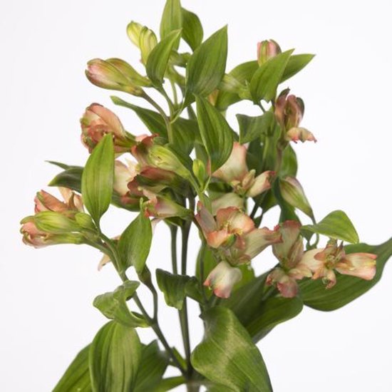 10x Alstroemeria coral 70cm | bol