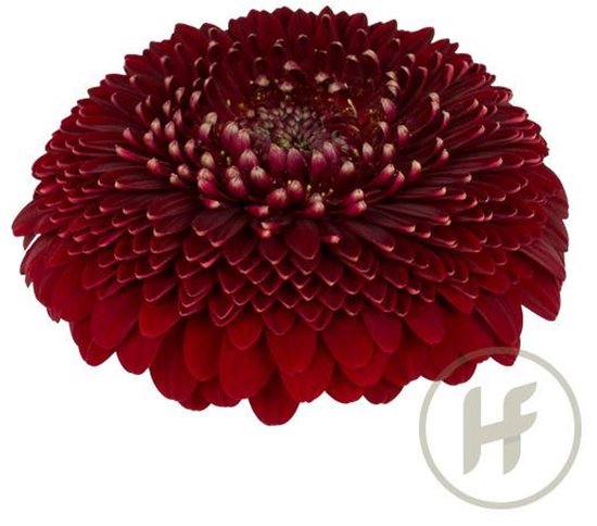 20x Germini pomponi black pearl 70cm | bol