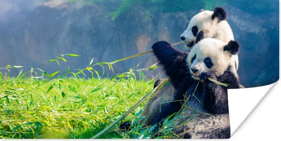 Poster Panda - Bamboe - Gras - Dieren - 150x75 cm | bol