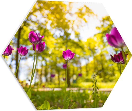 PVC Schuimplaat Hexagon - Tulpen bij Elkaar in een Bos - 60x52.2 cm ...