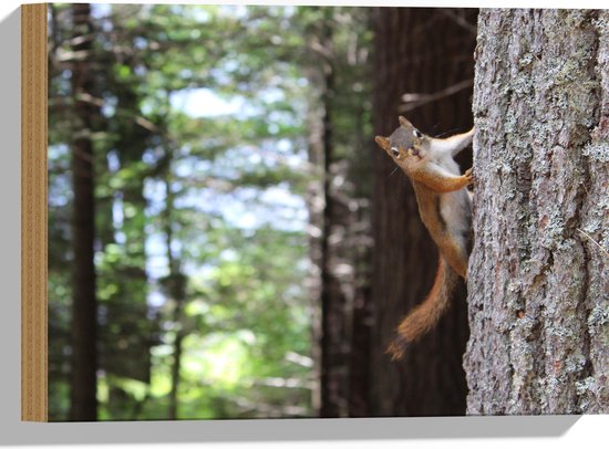 WallClassics - Hout - Eekhoorn Omhoogklimmend op Boomstam - 40x30 cm - 9 mm dik - Foto... | bol