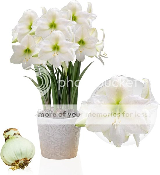 Amaryllis Bol - Mont Blanc - Bloembollen - 1 stuk - Wit - Bloem bollen ...