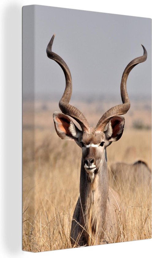 Canvas Schilderij Grote koedoe in het hoge gras - 40x60 cm ...