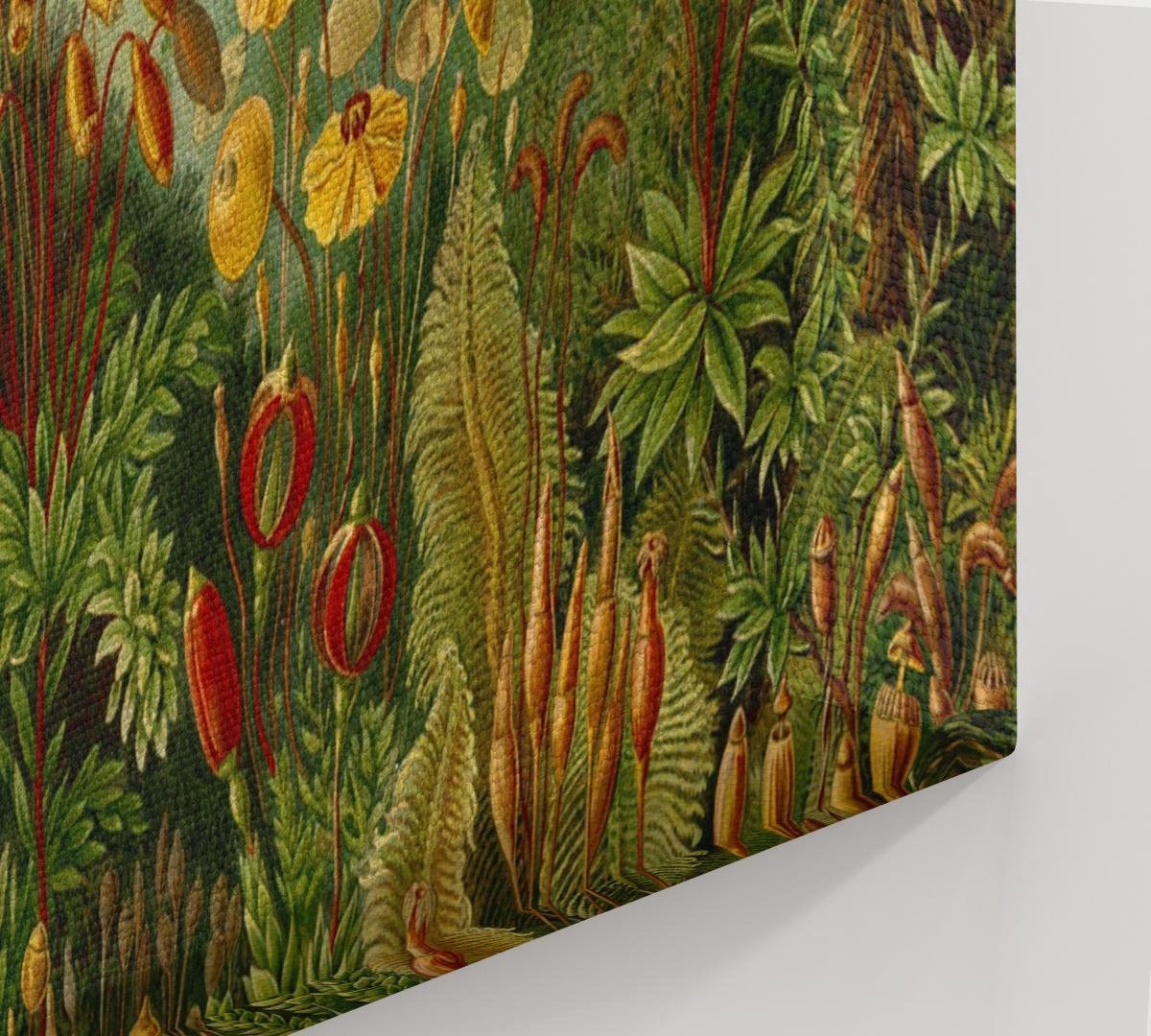 Muscinae, Ernst Haeckel - Foto op Canvas - 45 x 60 cm | bol.com