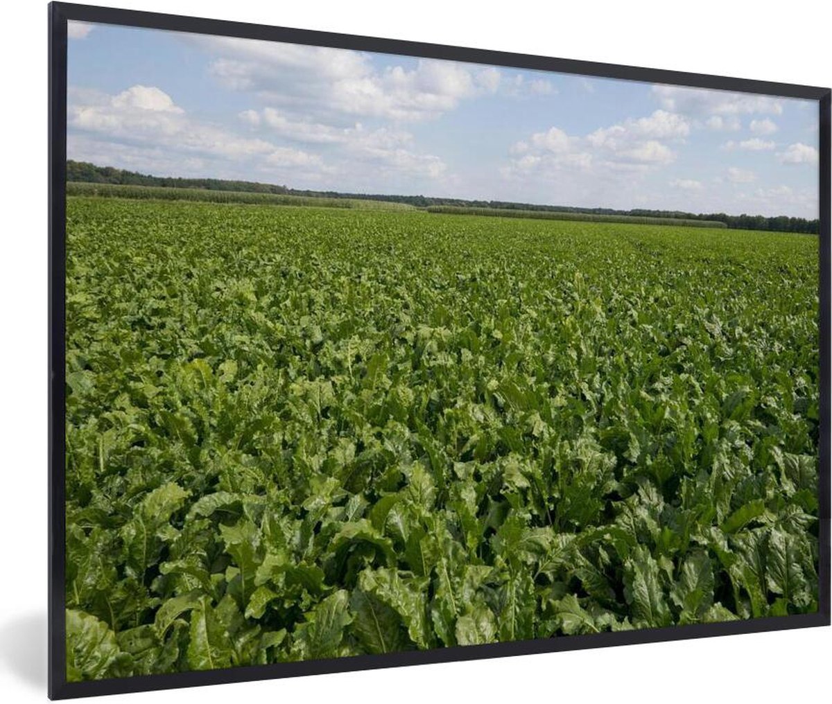 Fotolijst incl. Poster - Een groen veld van suikerbieten - 120x80 cm ...