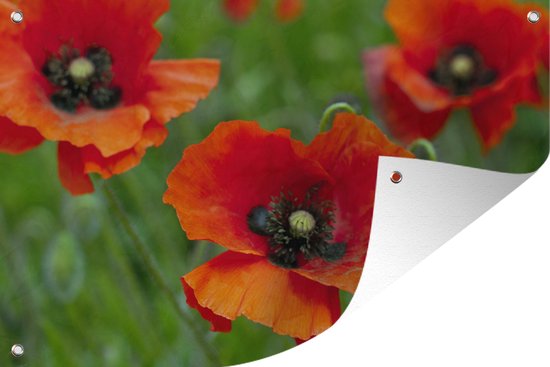 Tuinposters buiten Close-up van rode papavers - 90x60 cm - Tuindoek ...