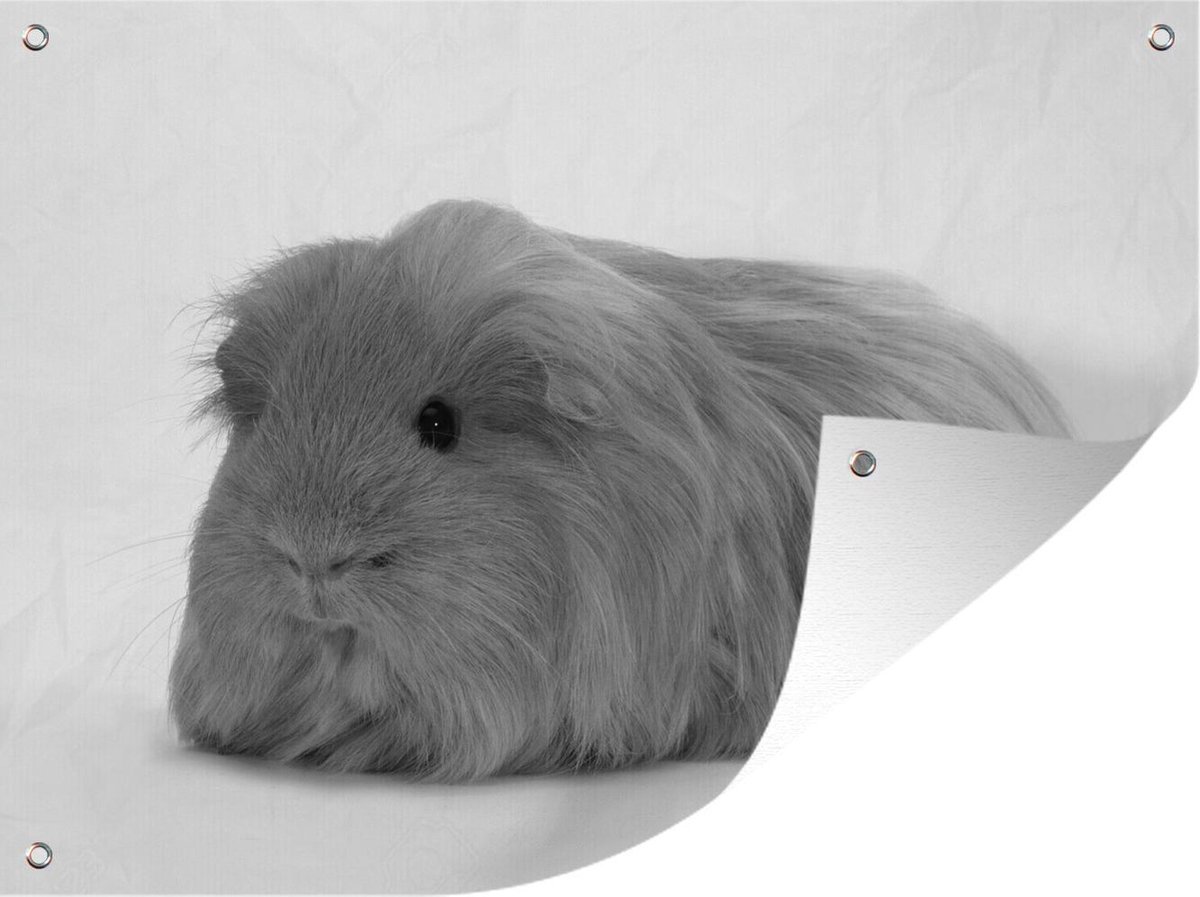 Muurdecoratie buiten Sheltie cavia - zwart wit - 160x120 cm - Tuindoek ...