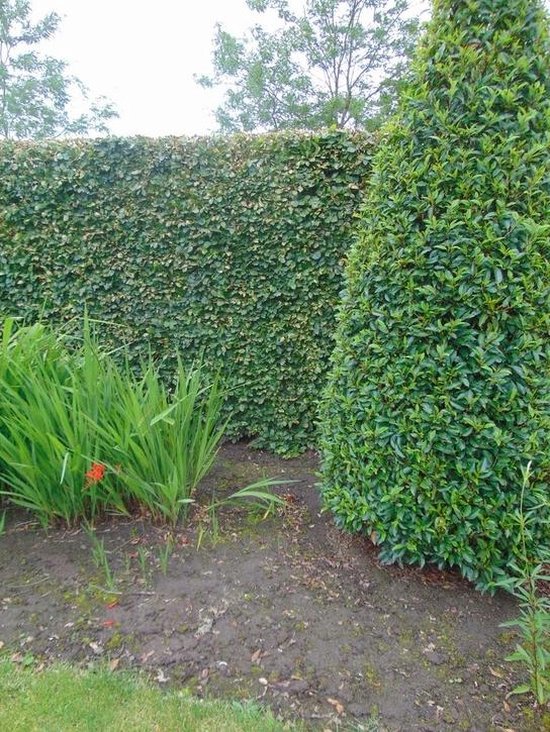 Portugese Laurier 60-80 cm (met kluit) | bol