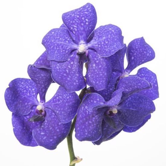 16x Vanda nit.royal blue | bol