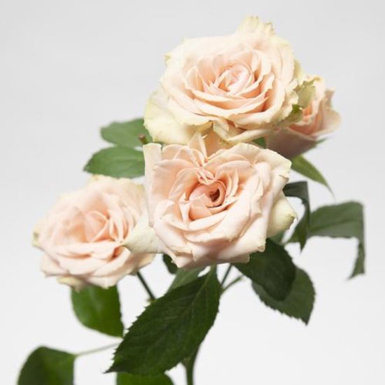 10x Rosa latoya 50cm | bol