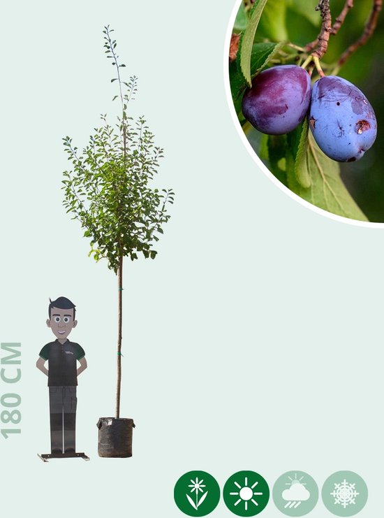 Grand prunier Victoria | Prunus d. Victoria 14-18 cm | Bomenbezorgd.nl ...