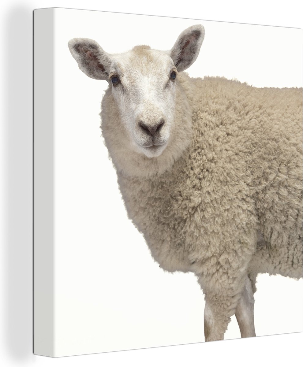 Canvas Schilderij Schaap - Vacht - Dier - 90x90 cm - Wanddecoratie ...