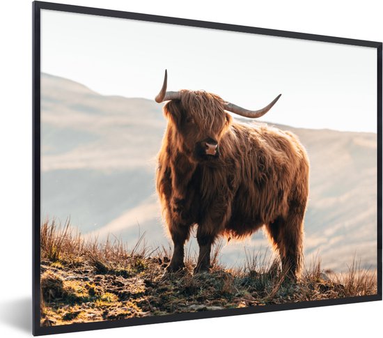 Fotolijst - Schotse hooglander - Koe - Berg - Poster - Frame poster ...