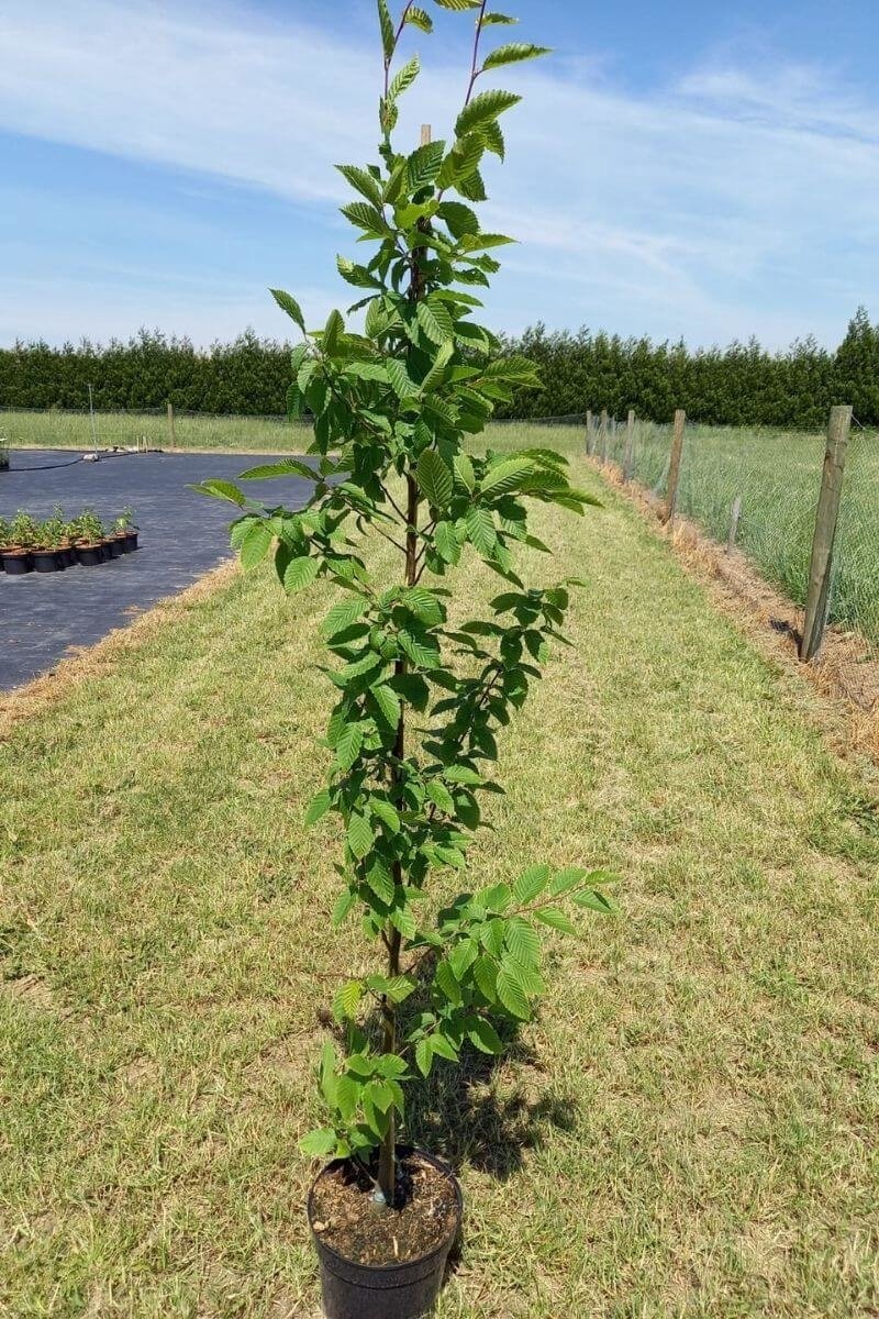 Jonge Zuilvormige Haagbeuk boom | Carpinus betulus 'Fastigiata' | 100 ...