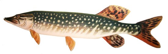 Vis Sticker Vissticker Snoek 50 cm Links Vis Bootsticker Mooie Stickers ...