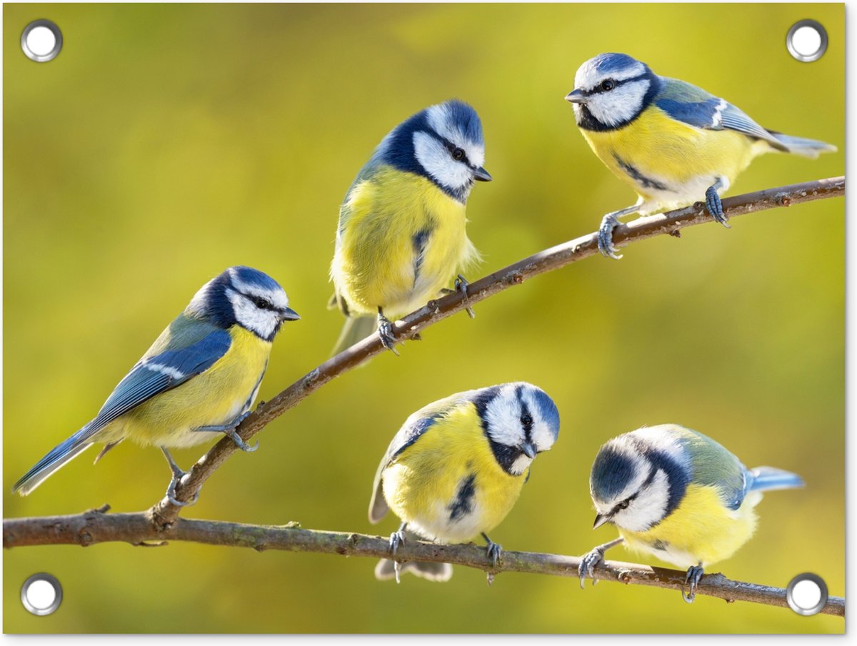 Tuinposter - Schutting decoratie - Tuindecoratie - Vogel - Pimpelmees - Takken - Zon -... | bol.com