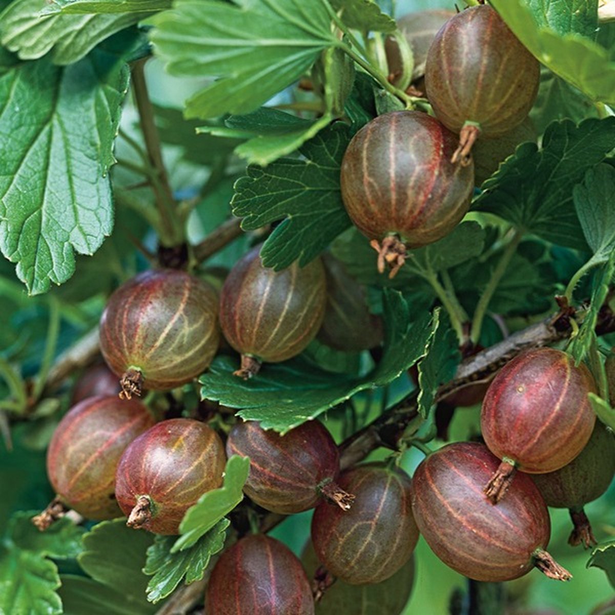 Stekelbes / Kruisbes - Ribes uva crispa ‘Hinnonmaki Röd’ - Struik 30-50 ...