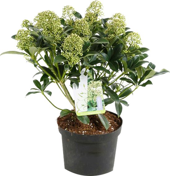 Skimmia japonica ‘Fragrant Cloud’ 25-30 cm | bol